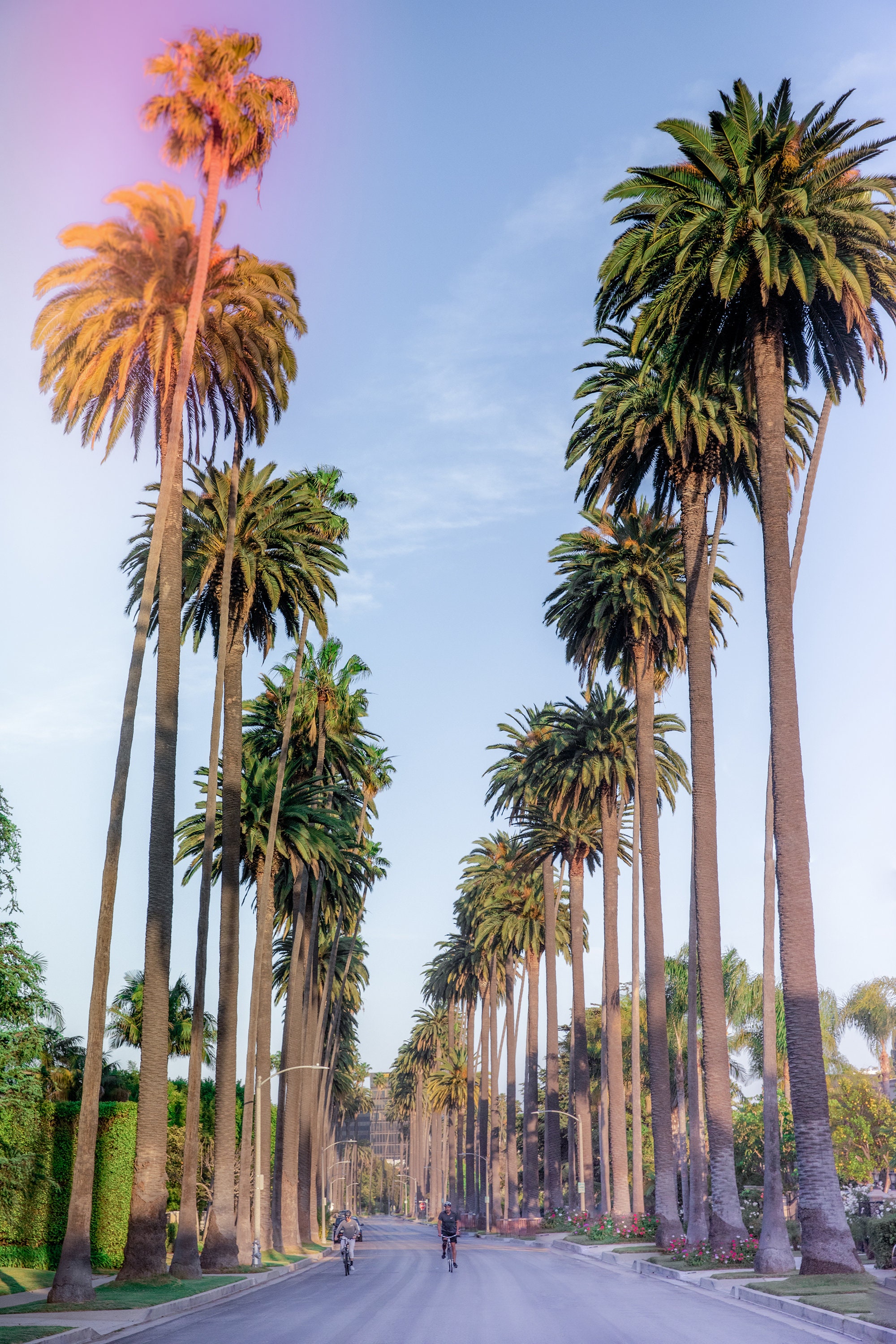 Palmeras De Beverly Hills