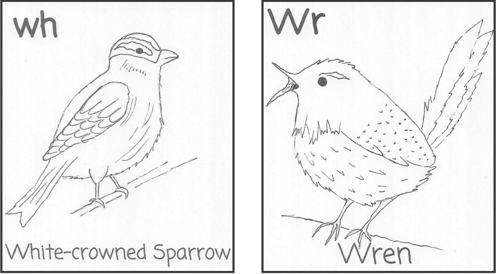 PNW Nature A-Z: A Coloring Book | Etsy