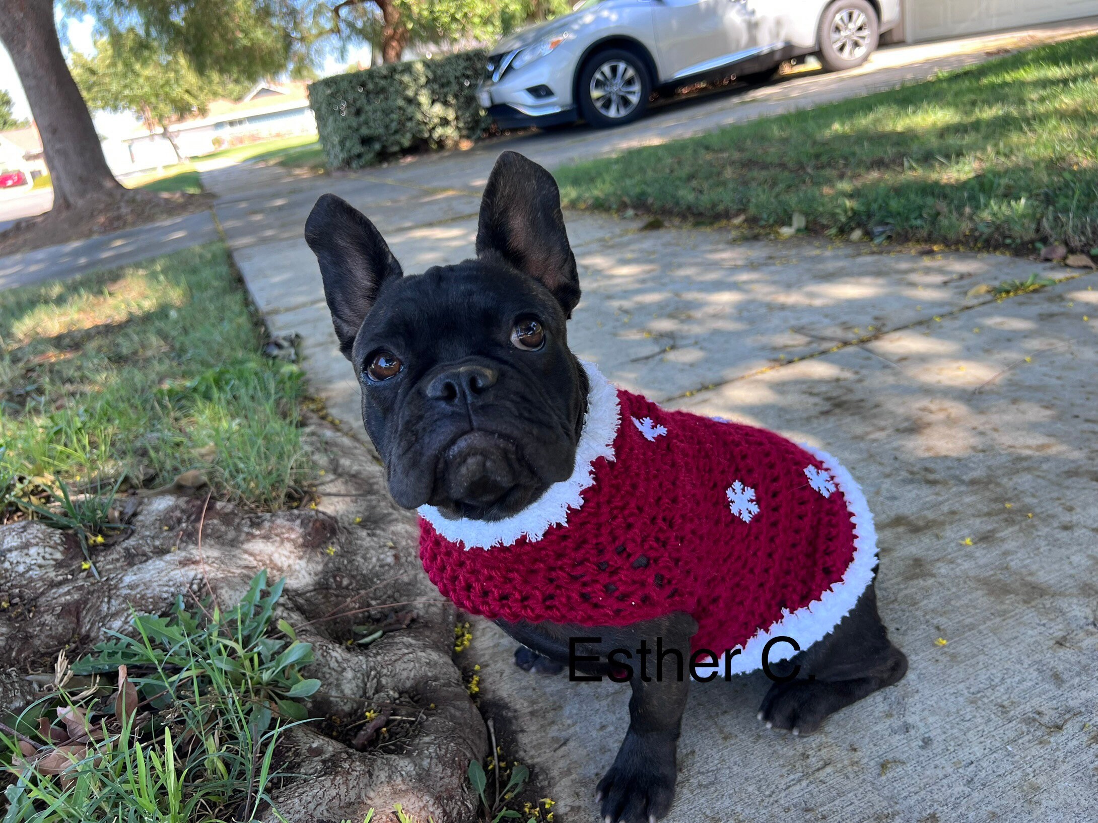Crochet Christmas Dog Sweater PATTERN Only PDF - Etsy