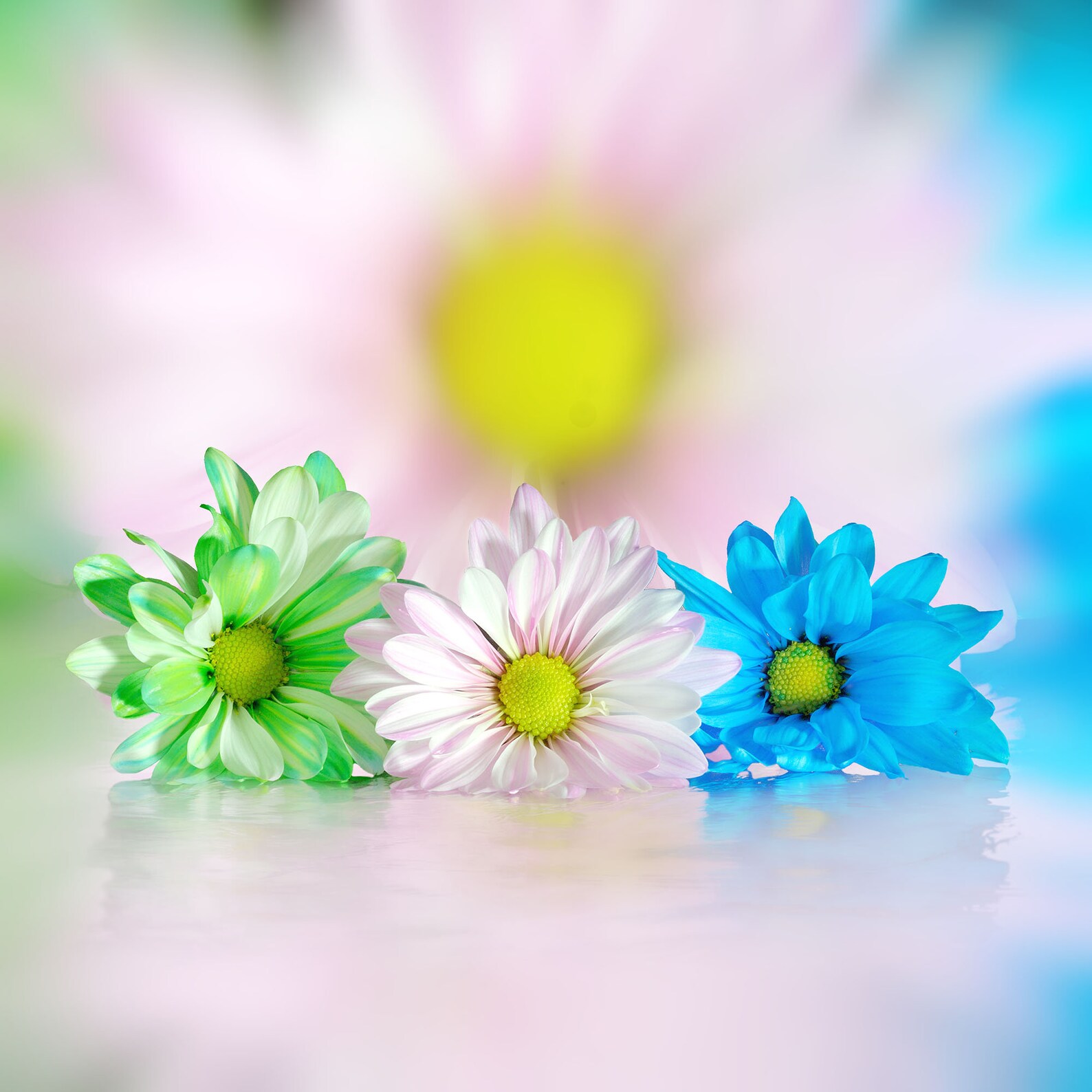 Crazy Daisies: an Image, Created in the Home Studio, Using in Camera ...