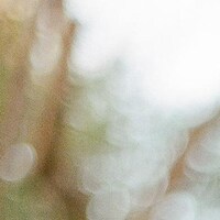 Forsyth Park Fountain Print - Etsy