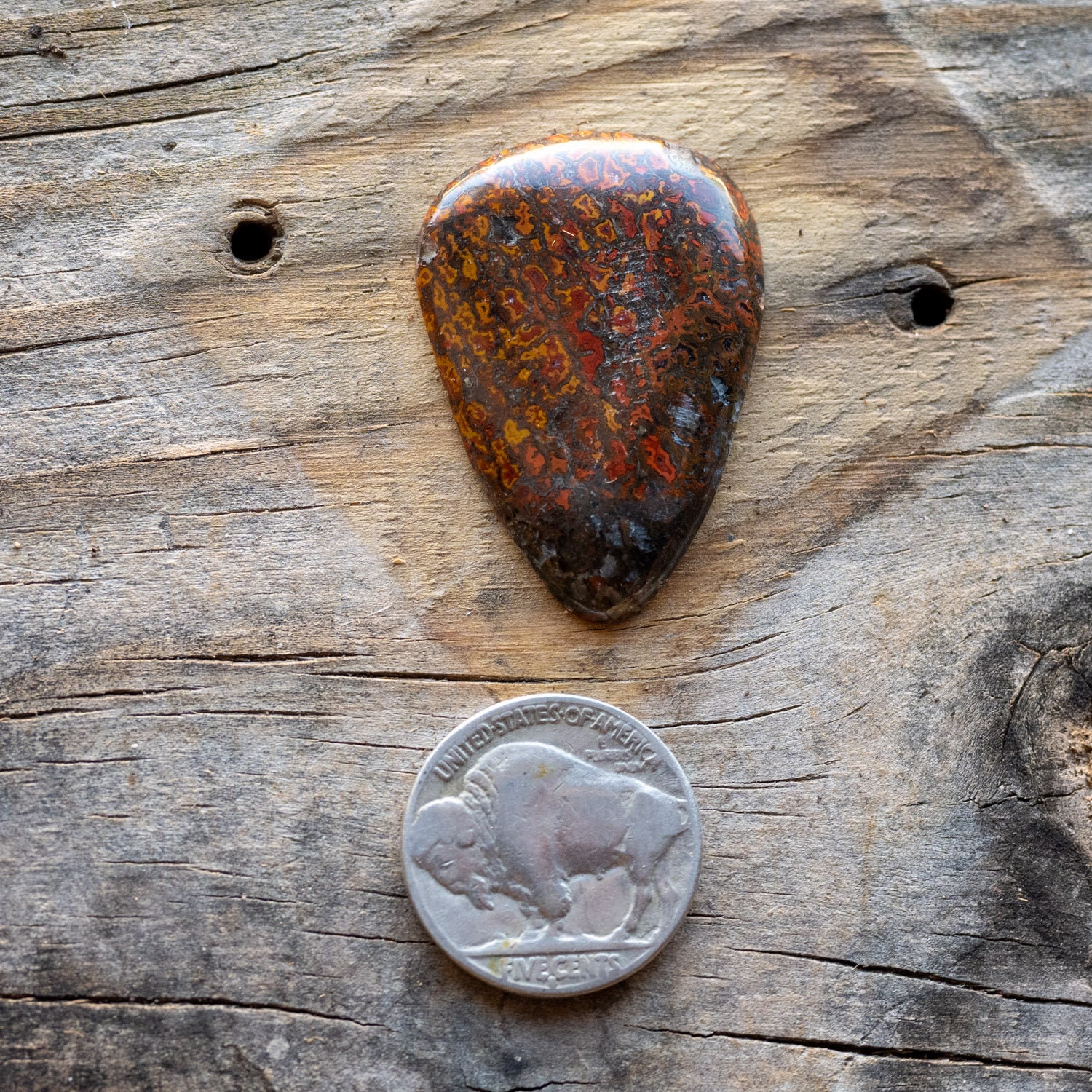 Free Form Dino Bone Cab With Hot Colors - Etsy