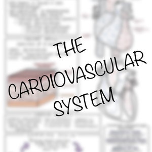 Cardiovascular System A & P Study Guide Nursing Notes the Heart Anatomy ...