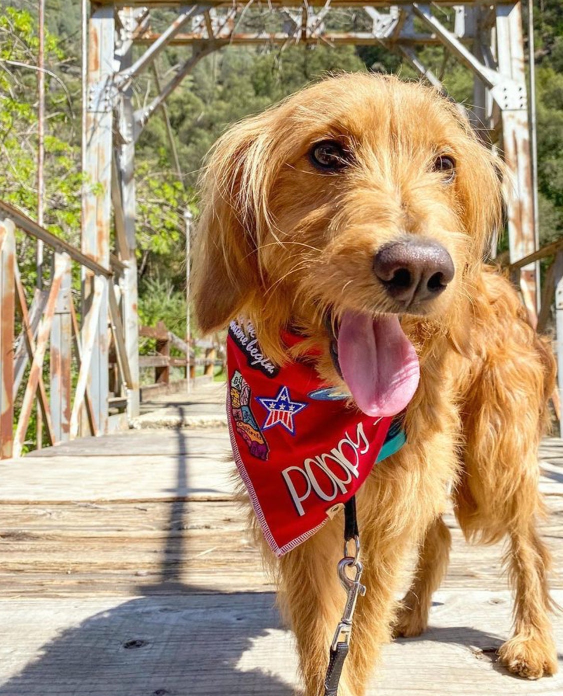 Bark Ranger Bandana - Etsy