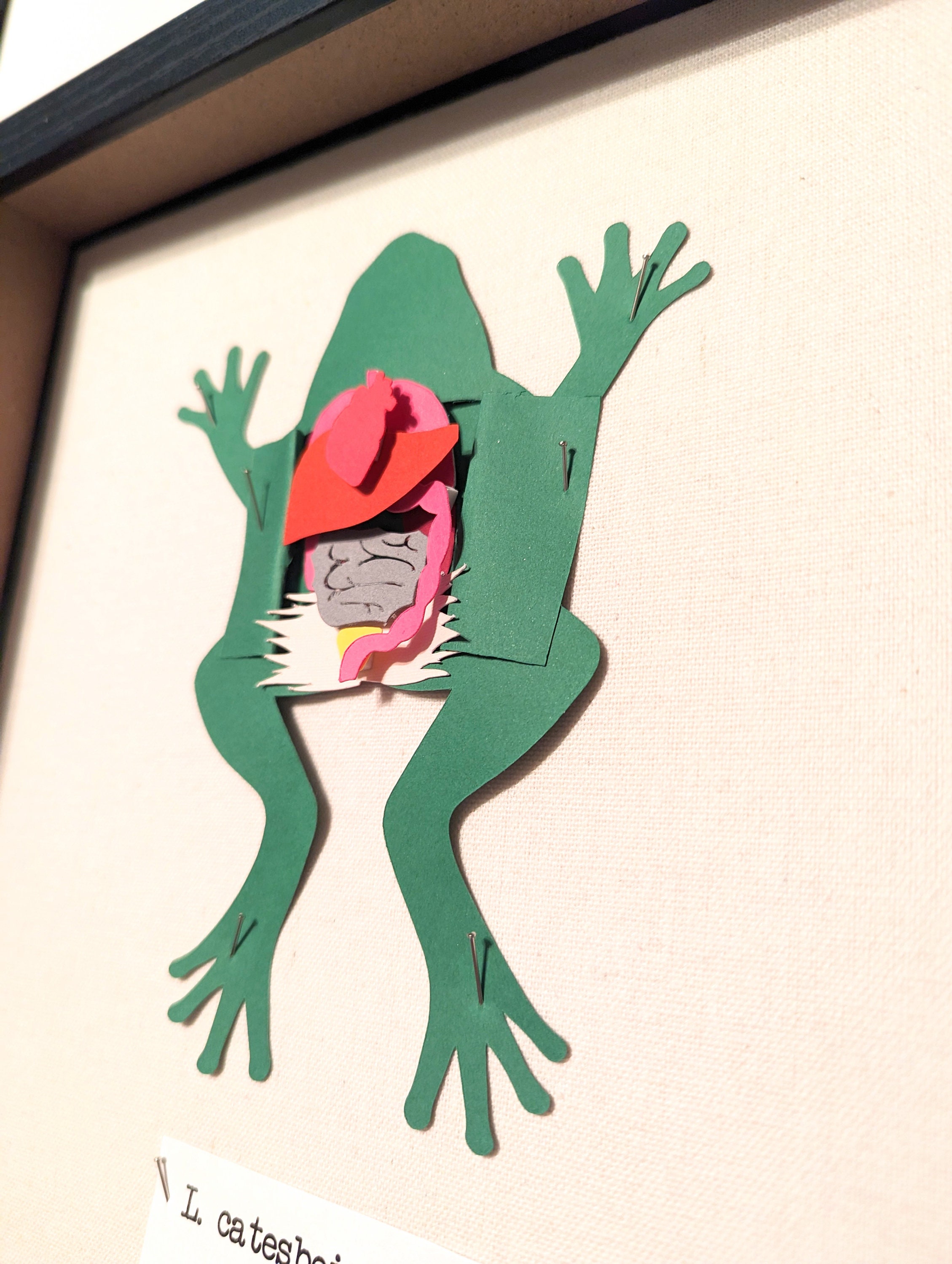 Dissected Frog Paper Art, Anatomical Frog Biology Gift, Grad Student ...