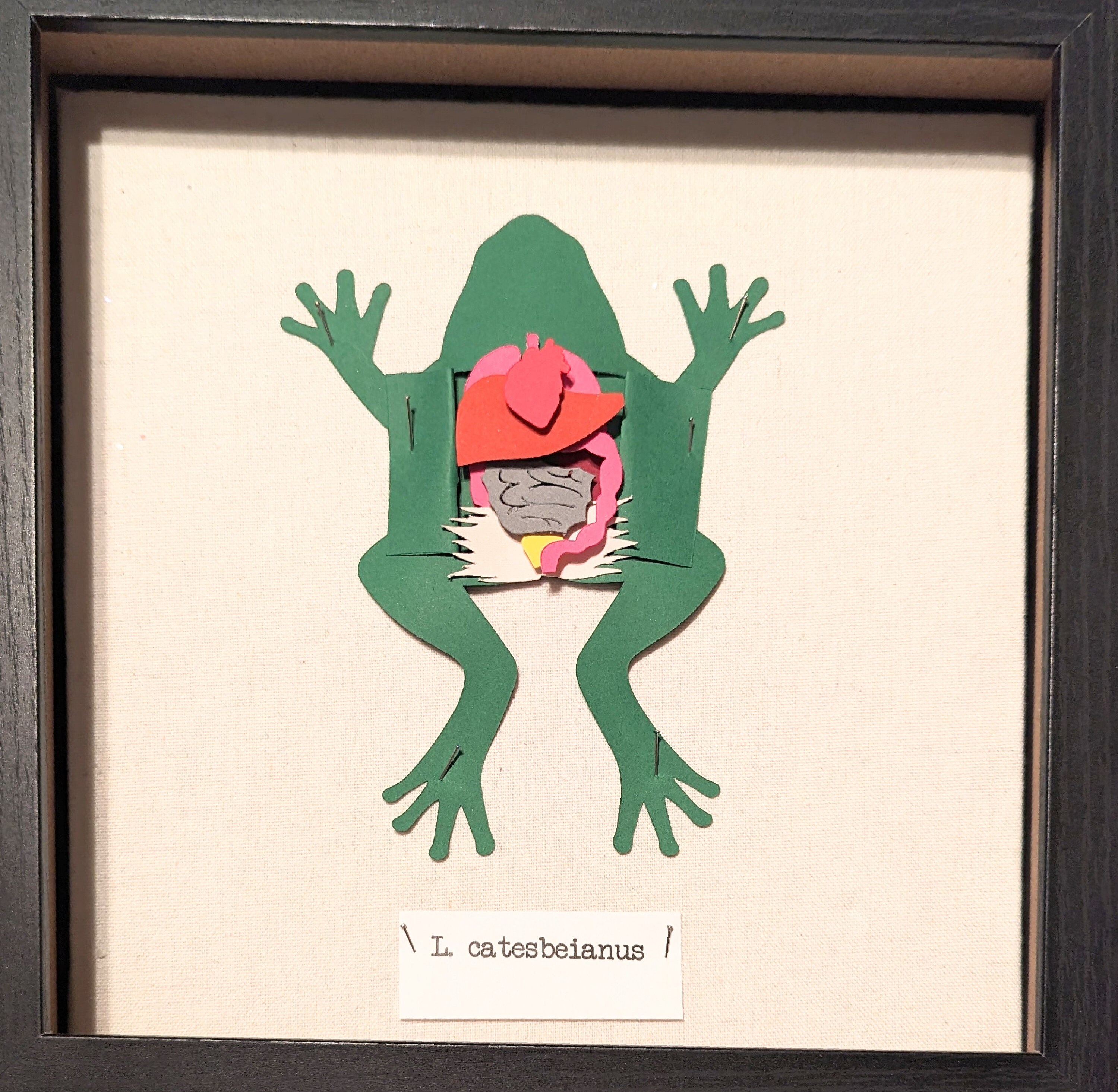 Dissected Frog Paper Art, Anatomical Frog Biology Gift, Grad Student ...