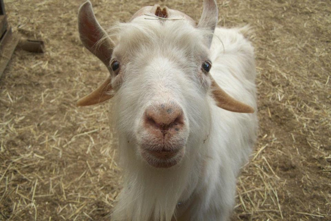 White Goat Photo Print - Etsy