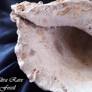 Museum Quality Very Rare and Huge 500,000 Year Old Sea Shell Fossil ...