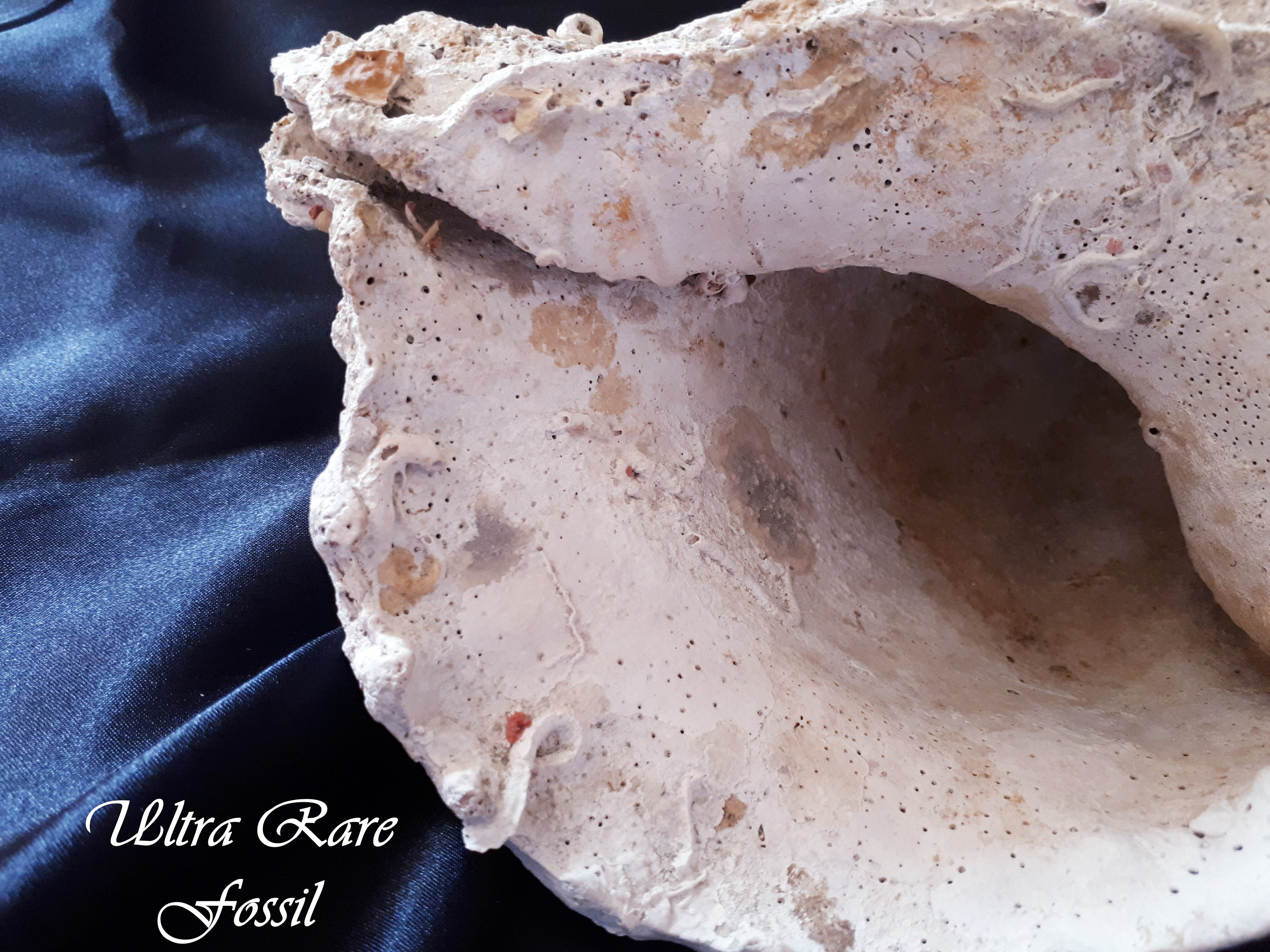 Museum Quality Very Rare and Huge 500,000 Year Old Sea Shell Fossil ...