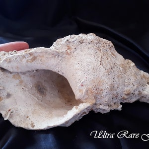 Museum Quality Very Rare and Huge 500,000 Year Old Sea Shell Fossil ...