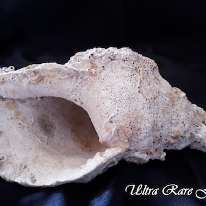 Museum Quality Very Rare and Huge 500,000 Year Old Sea Shell Fossil ...