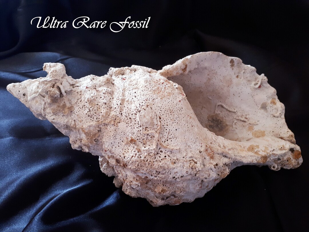 Museum Quality Very Rare and Huge 500,000 Year Old Sea Shell Fossil ...