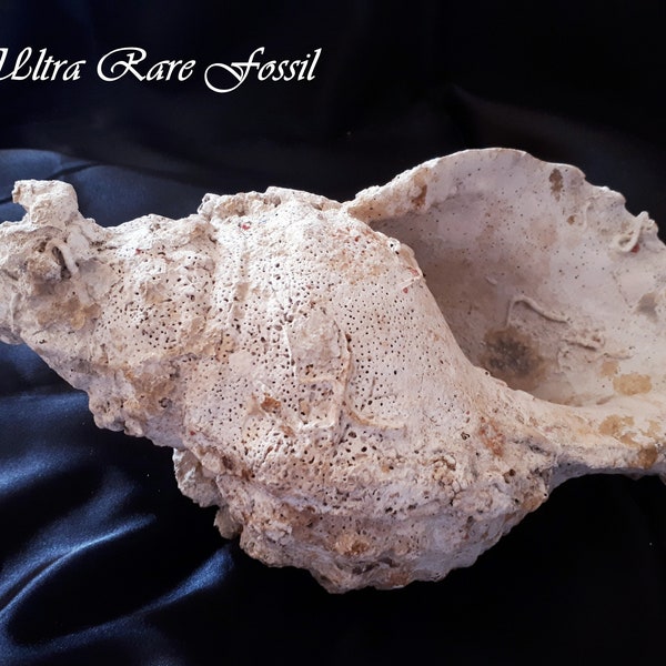 Shell Fossil - Etsy