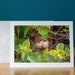 Java Sparrow Primary Colors 8x10 Photo Print in 11x14 Matte Mat - Etsy