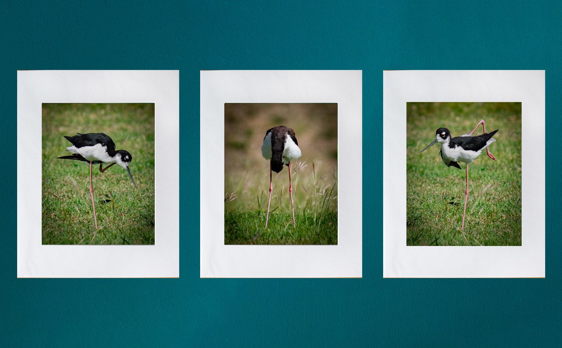 Hawaiian Stilt Bird Photo Print Triptych, Matted Wall Art Set - Etsy