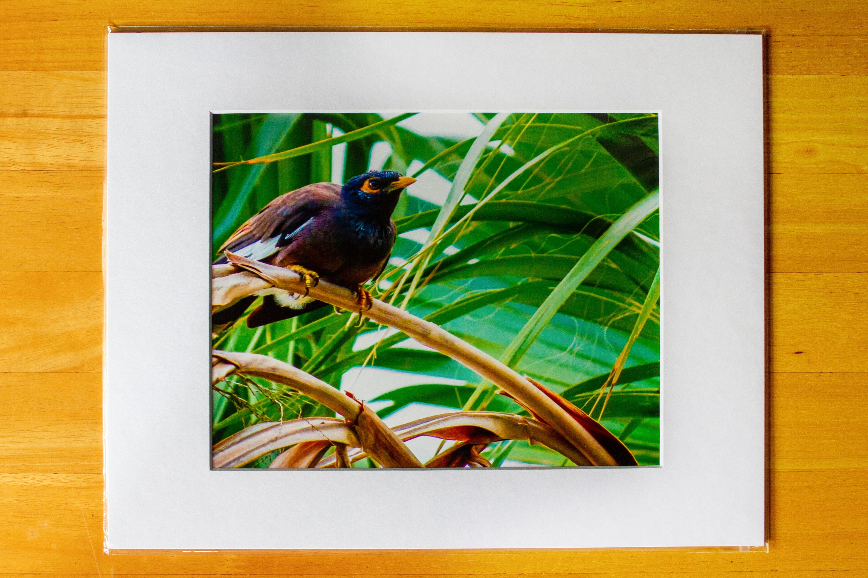 Mynah Bird 8x10 Photo Print in 11x14 Matte Mat - Etsy