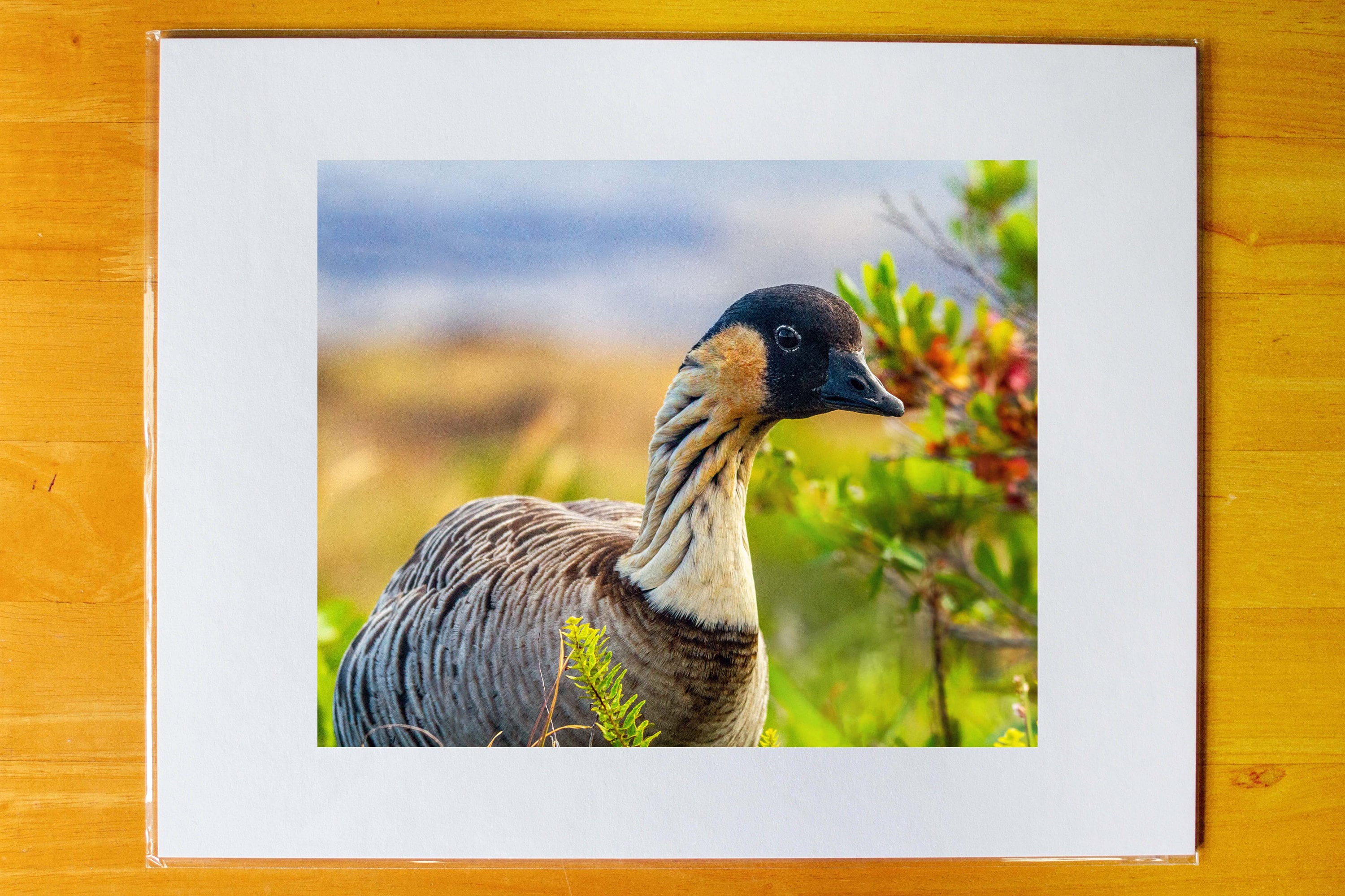 Printable Hawaiian Nene