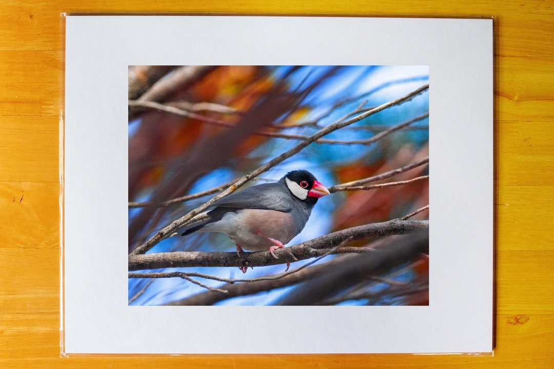 Java Sparrow Primary Colors 8x10 Photo Print in 11x14 Matte Mat - Etsy