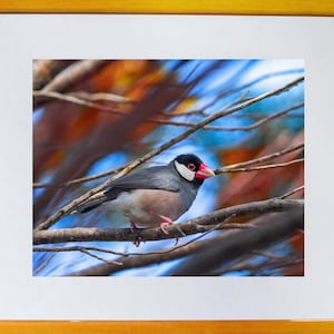Java Sparrow Primary Colors 8x10 Photo Print in 11x14 Matte Mat - Etsy