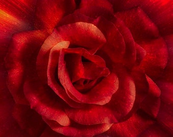 Hoffman Rose Panel - Etsy