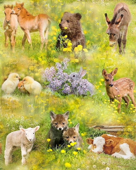 Baby Animals Fabric Panel From Hoffman Fabrics Digitally - Etsy