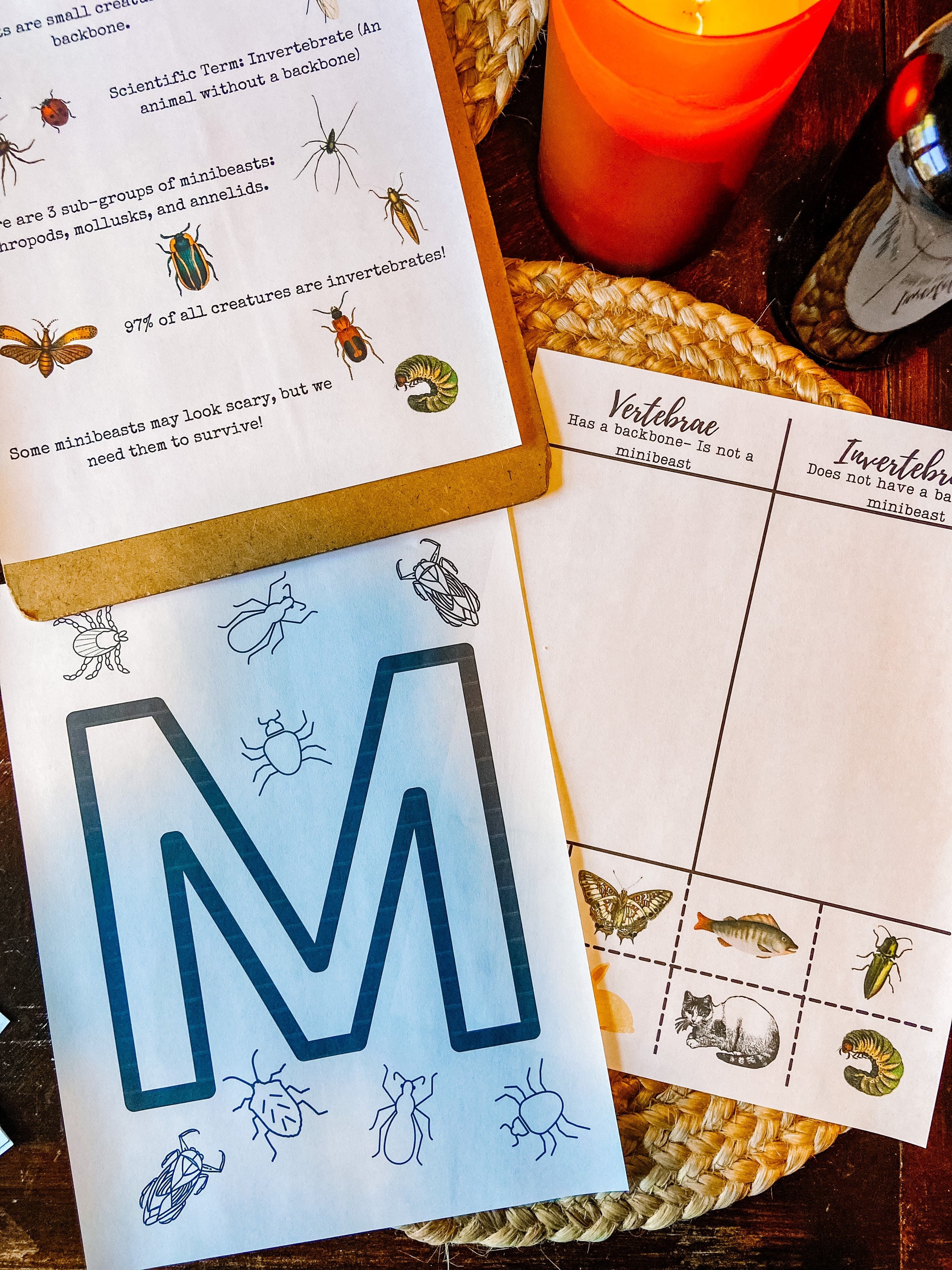 Minibeast Mini Unit Study| Minibeast Unit Study | Minibeast Homeschool ...