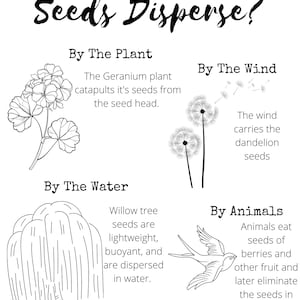Seeds Mini Unit | Seeds Unit Study | Seeds Printable Pack - Etsy