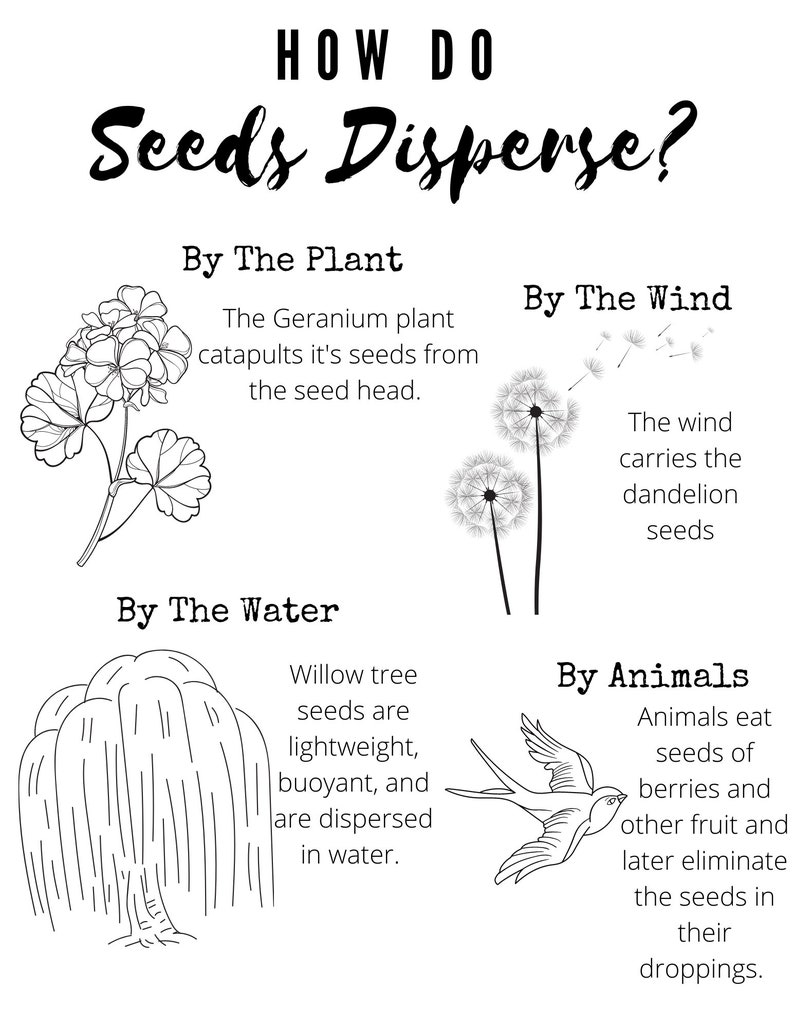 Seeds Mini Unit | Seeds Unit Study | Seeds Printable Pack - Etsy