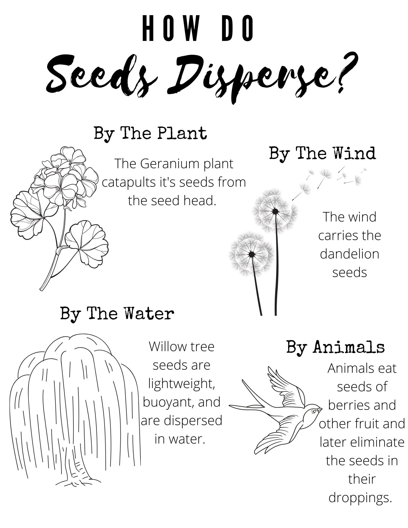 Seeds Mini Unit | Seeds Unit Study | Seeds Printable Pack - Etsy