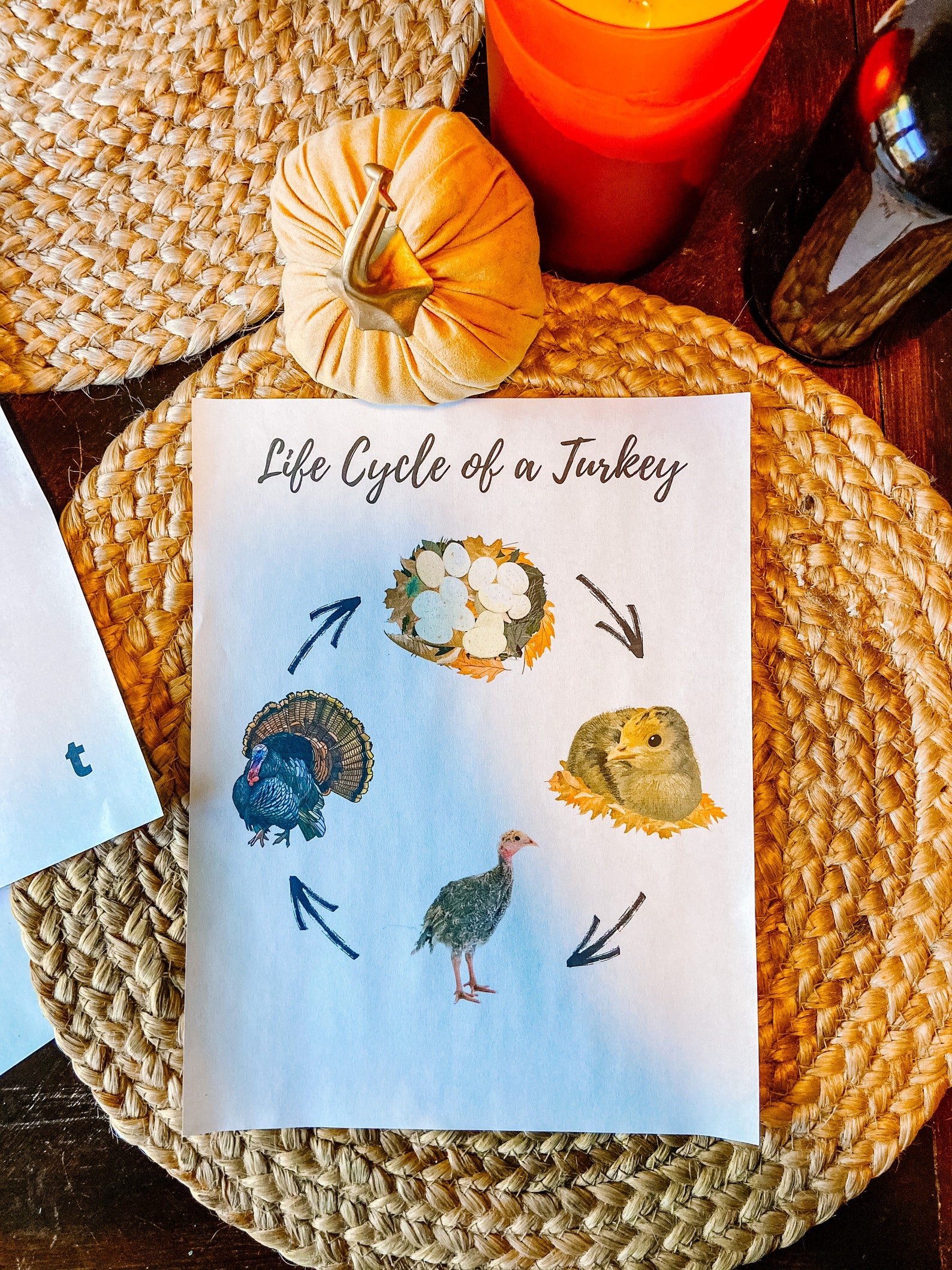 Turkey Mini Unit Study - Etsy