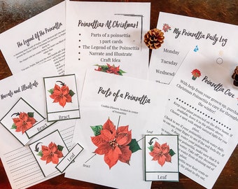 Poinsettia Unit Study, Poinsettia Anatomy and Life Cycle, Poinsettia ...