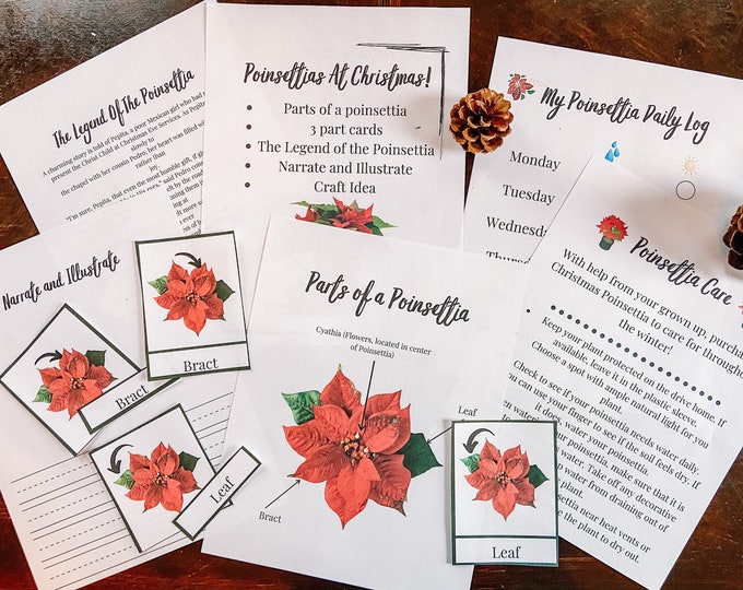 Poinsettia Unit Study, Poinsettia Anatomy and Life Cycle, Poinsettia ...