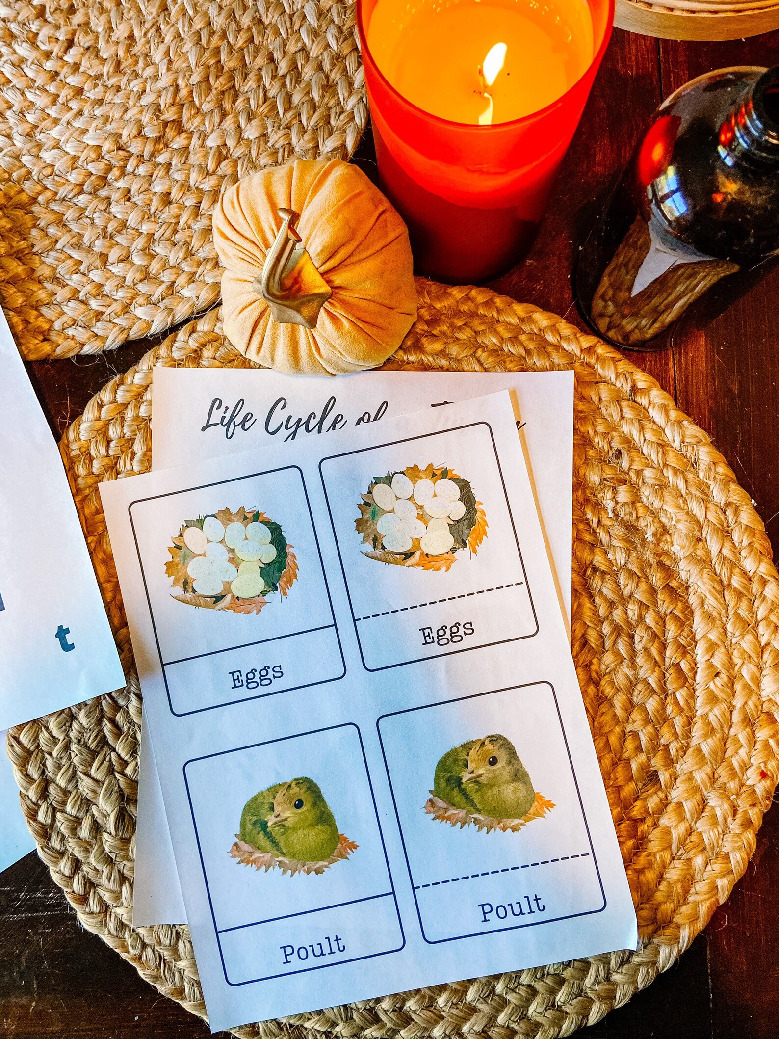 Turkey Mini Unit Study - Etsy