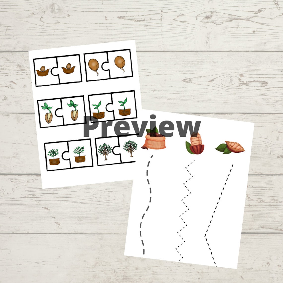 Cocoa Life Cycle and Anatomy Cocoa Mini Unit Study - Etsy