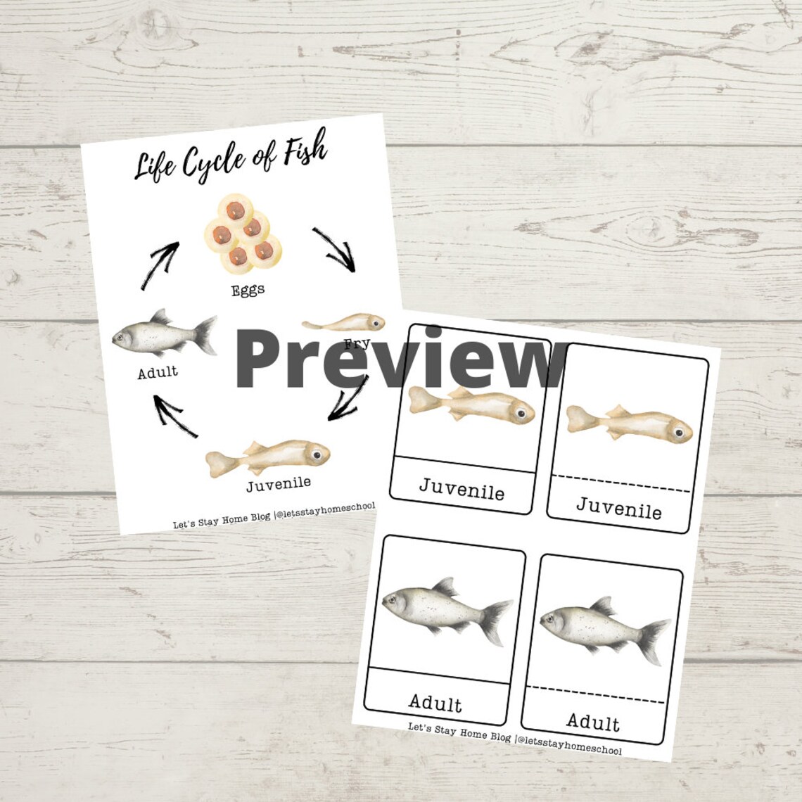 Fish Life Cycle and Anatomy Mini Unit Fish Preschool Pack | Etsy