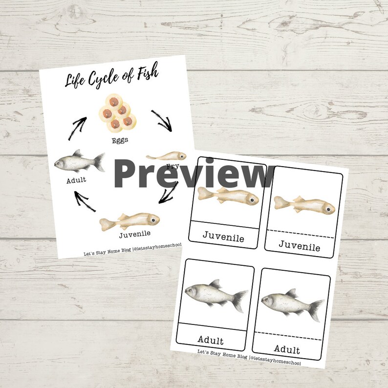 Fish Life Cycle and Anatomy Mini Unit Fish Preschool Pack | Etsy