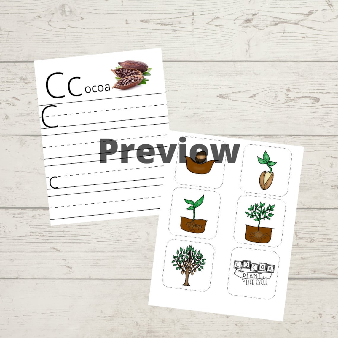 Cocoa Life Cycle and Anatomy Cocoa Mini Unit Study - Etsy