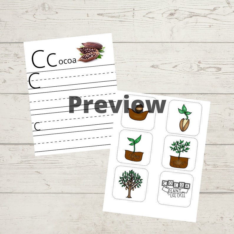 Cocoa Life Cycle and Anatomy Cocoa Mini Unit Study - Etsy