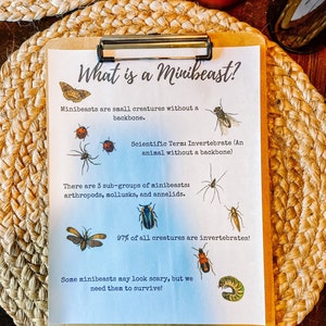 Minibeast Mini Unit Study| Minibeast Unit Study | Minibeast Homeschool ...