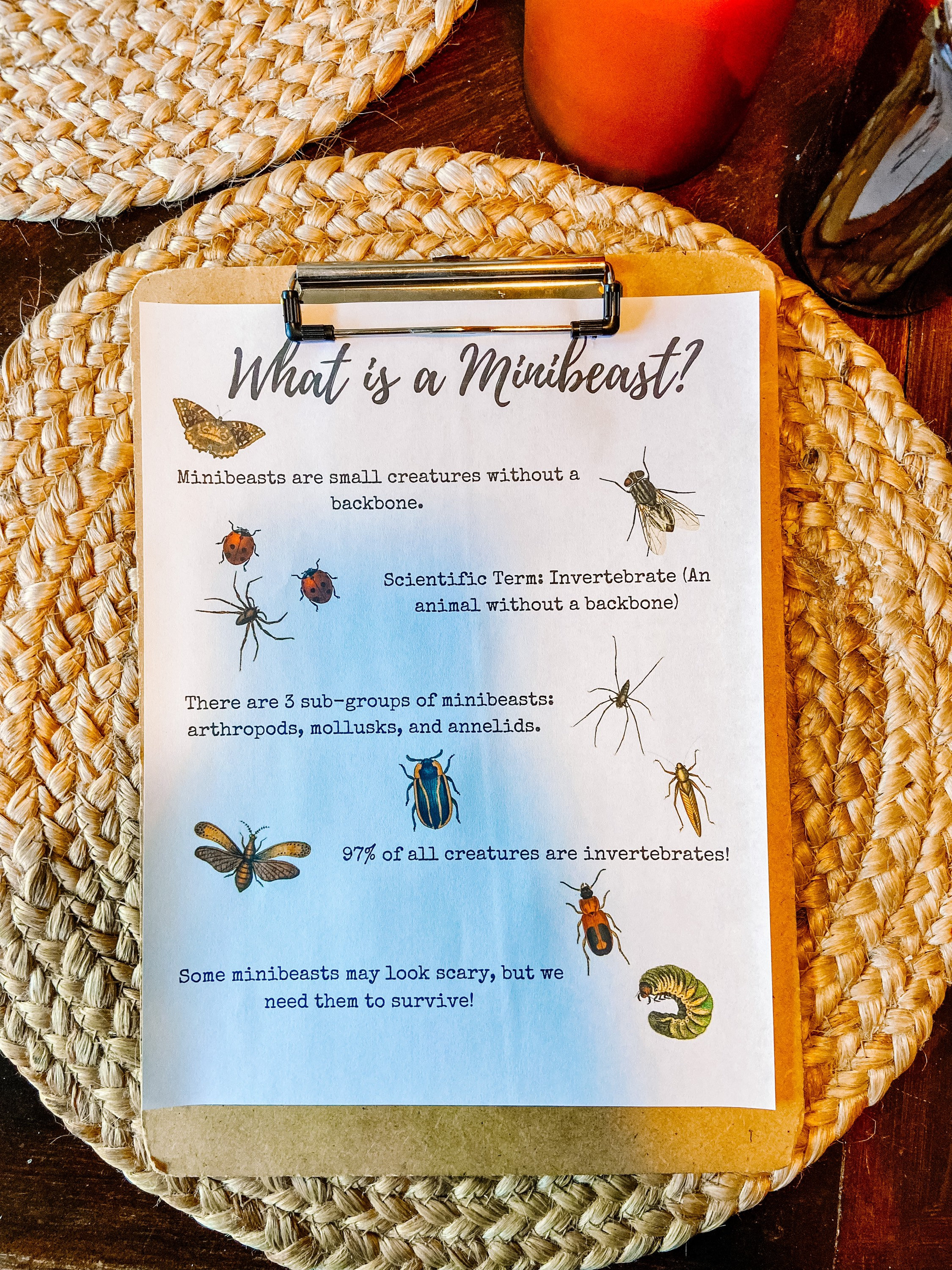 Minibeast Mini Unit Study Minibeast Unit Study Minibeast Homeschool ...