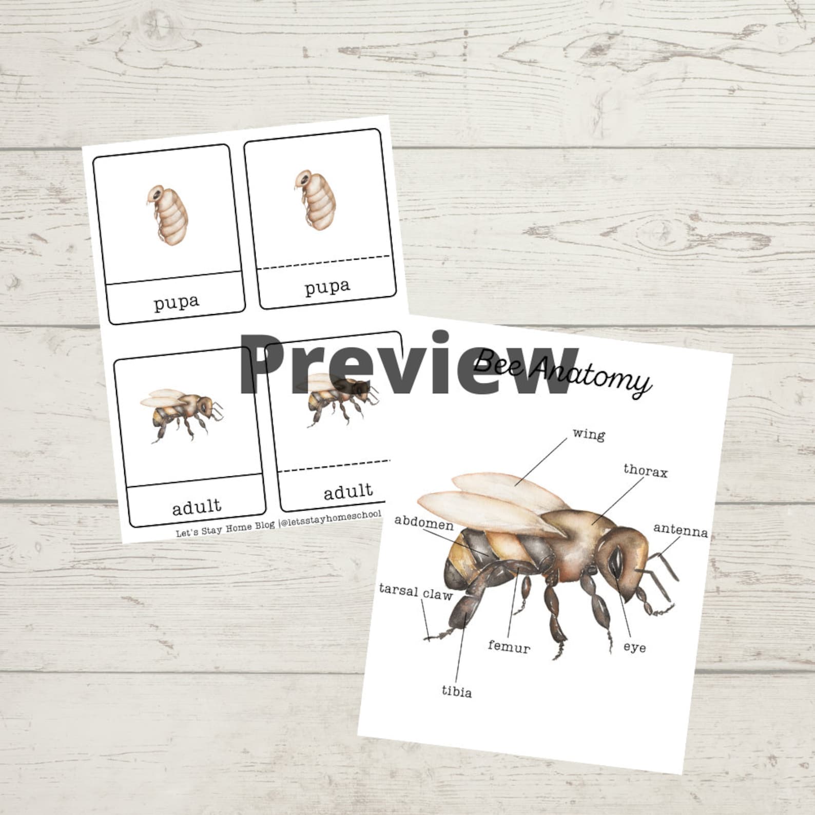 Bee Mini Unit | Life Cycle of a Bee | Bee Anatomy | Bee Printable Pack ...