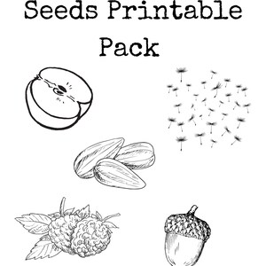 Seeds Mini Unit | Seeds Unit Study | Seeds Printable Pack - Etsy