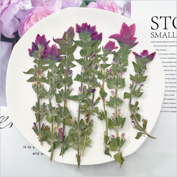 Dried Sage Flowers - Etsy