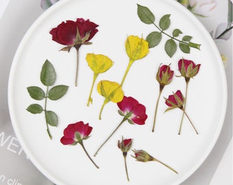 Pressed Dried 4 Leaf Clover for Floral Art Craft Resin Cast - Etsy