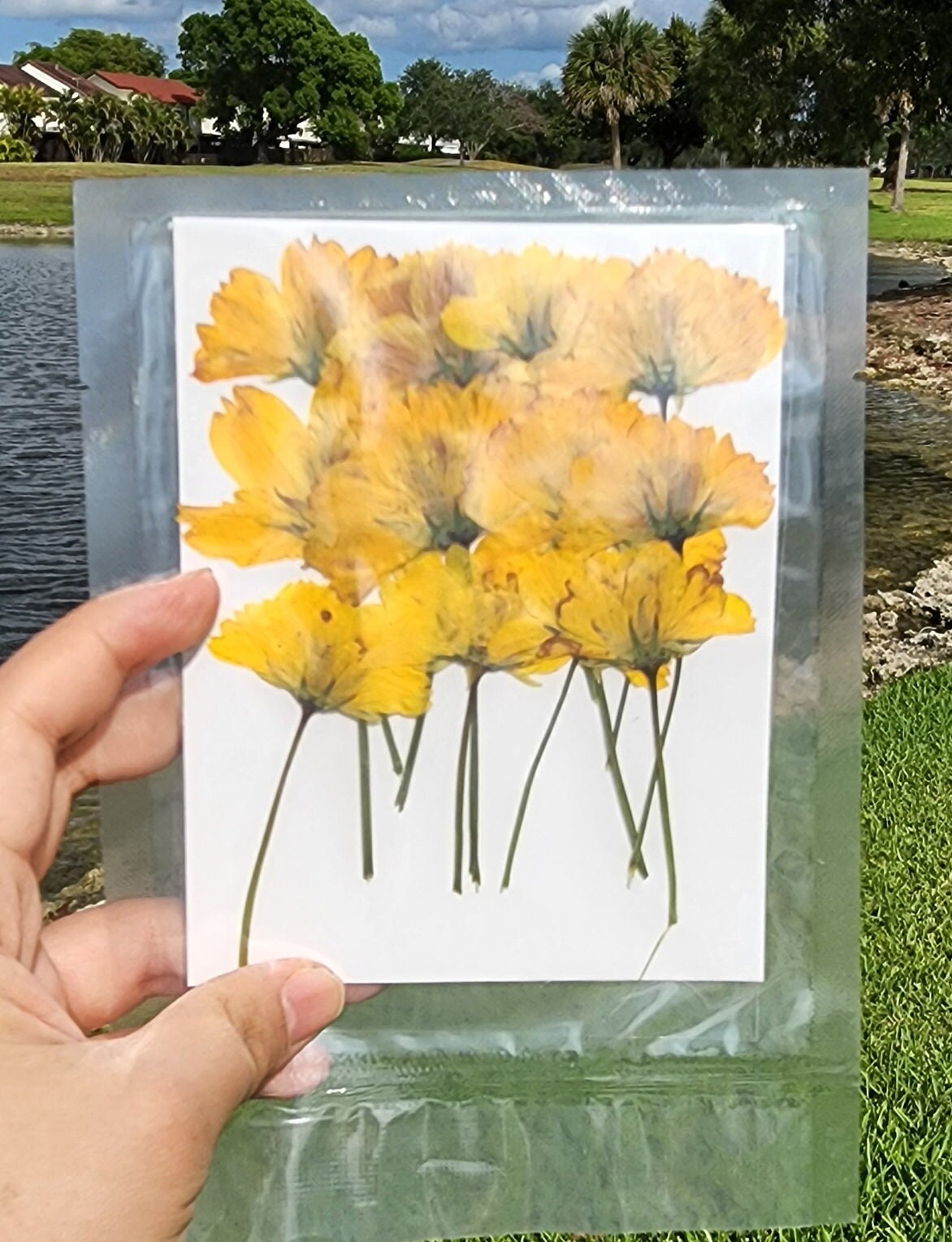 Pressed Dried Sulphur Cosmos With Stems for Floral Art Craft - Etsy