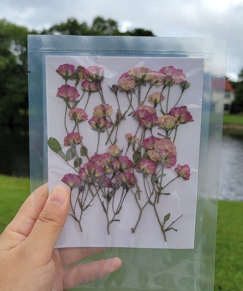 Pressed Dried Mini Rose Buds With Stems for Floral Art Craft - Etsy