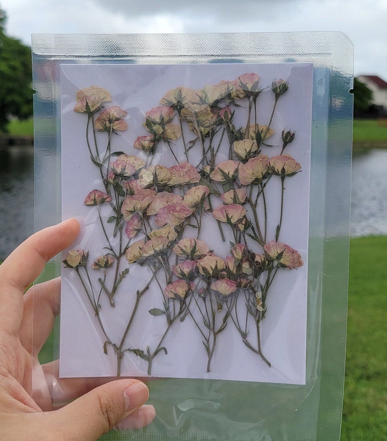 Pressed Dried Mini Rose Buds With Stems for Floral Art Craft - Etsy