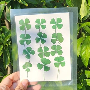 Pressed Dried 4 Leaf Clover for Floral Art Craft Resin Cast - Etsy