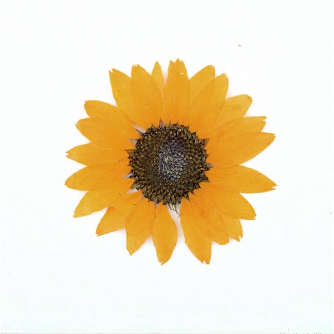 Pressed Dried Sunflower for Floral Art Craft Resin Cast - Etsy