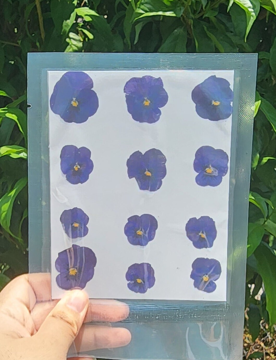 Pressed Dried Pansies/violas Flowers for Floral Art Craft Resin Cast - Etsy